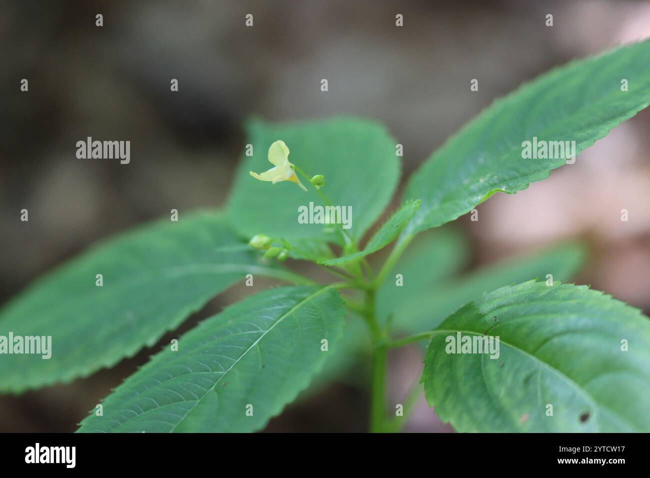 small balsam (Impatiens parviflora Stock Photo - Alamy