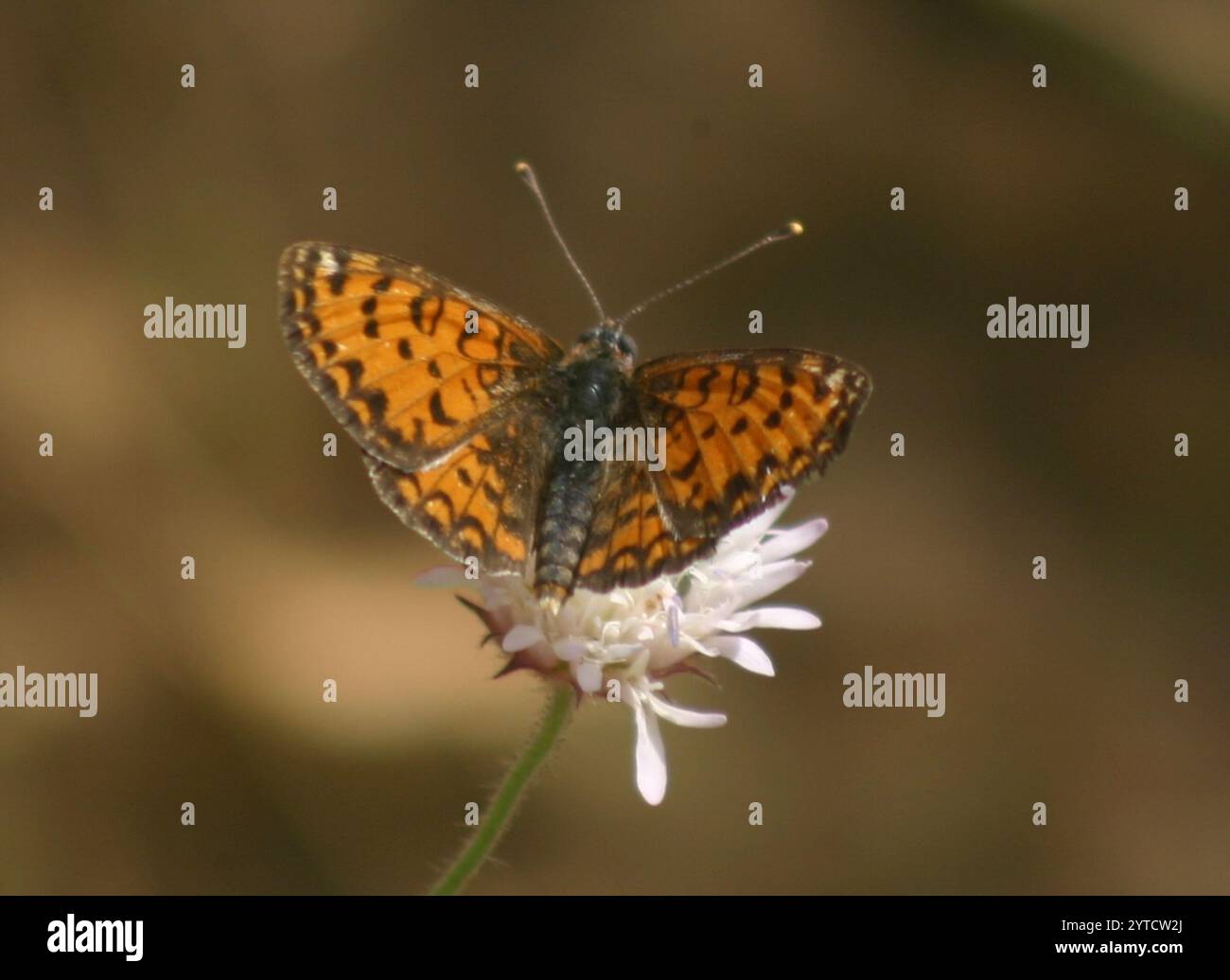 Lesser Spotted Fritillary (Melitaea trivia Stock Photo - Alamy