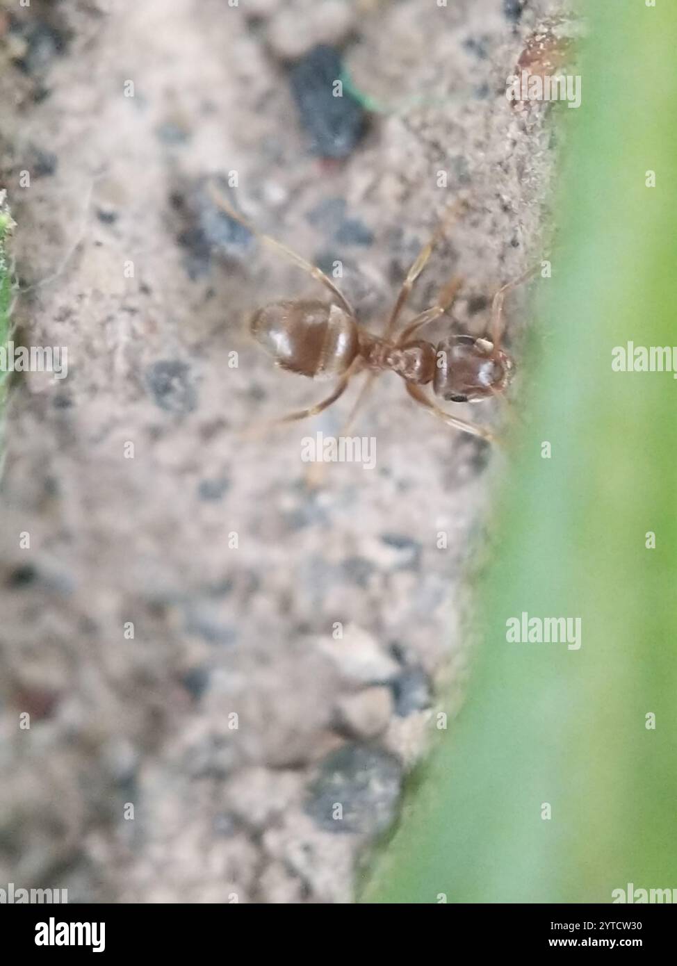 Turfgrass Ant (Lasius neoniger Stock Photo - Alamy