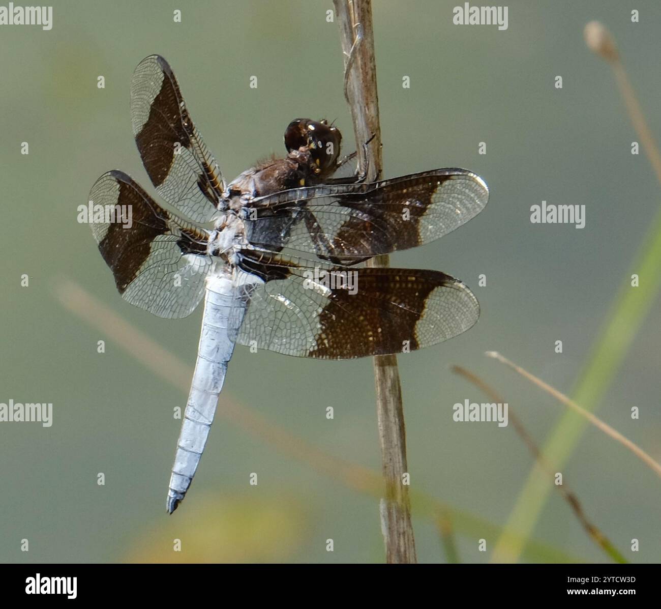 Common Whitetail (Plathemis lydia Stock Photo - Alamy