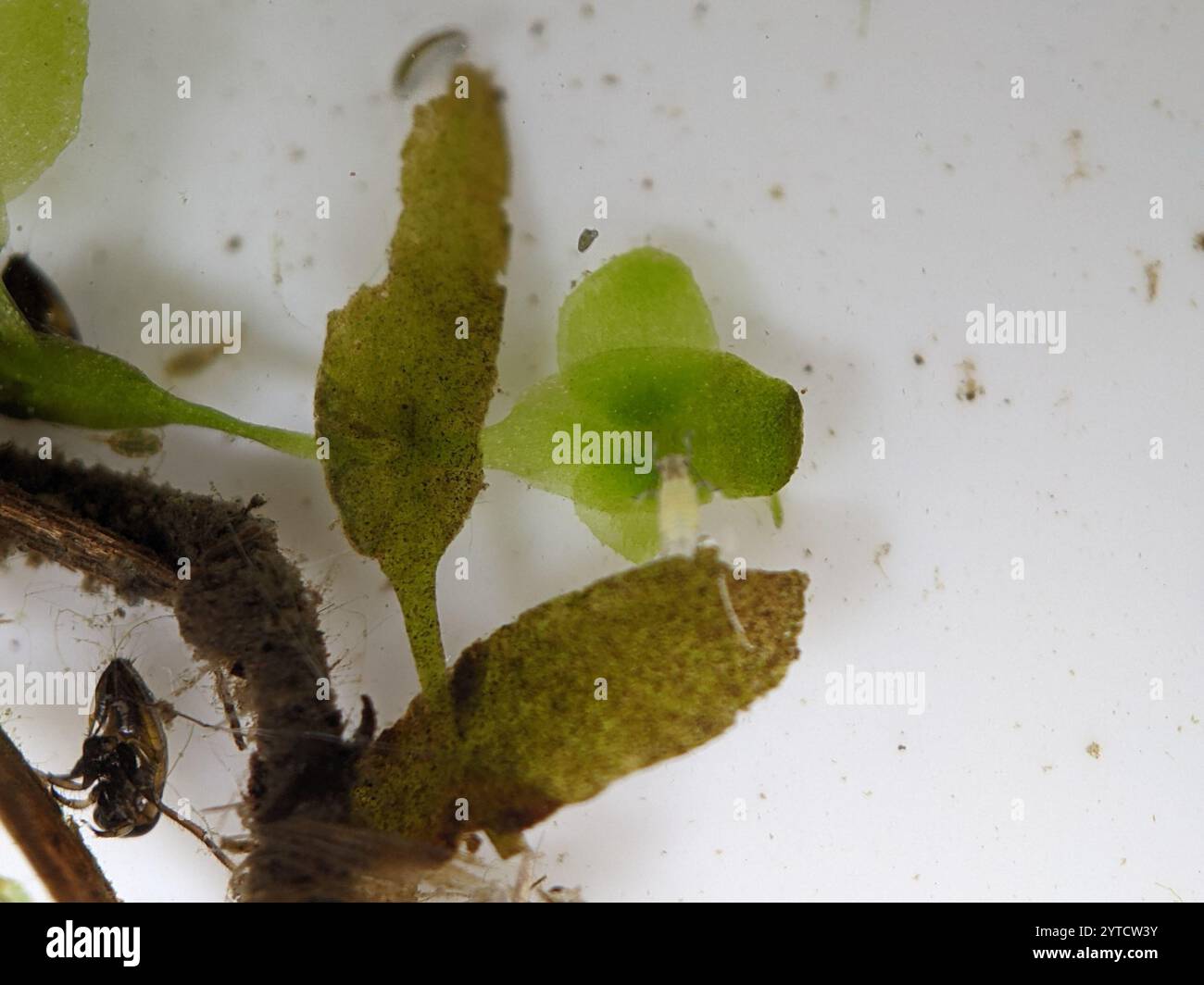Ivy-leaved Duckweed (Lemna trisulca Stock Photo - Alamy