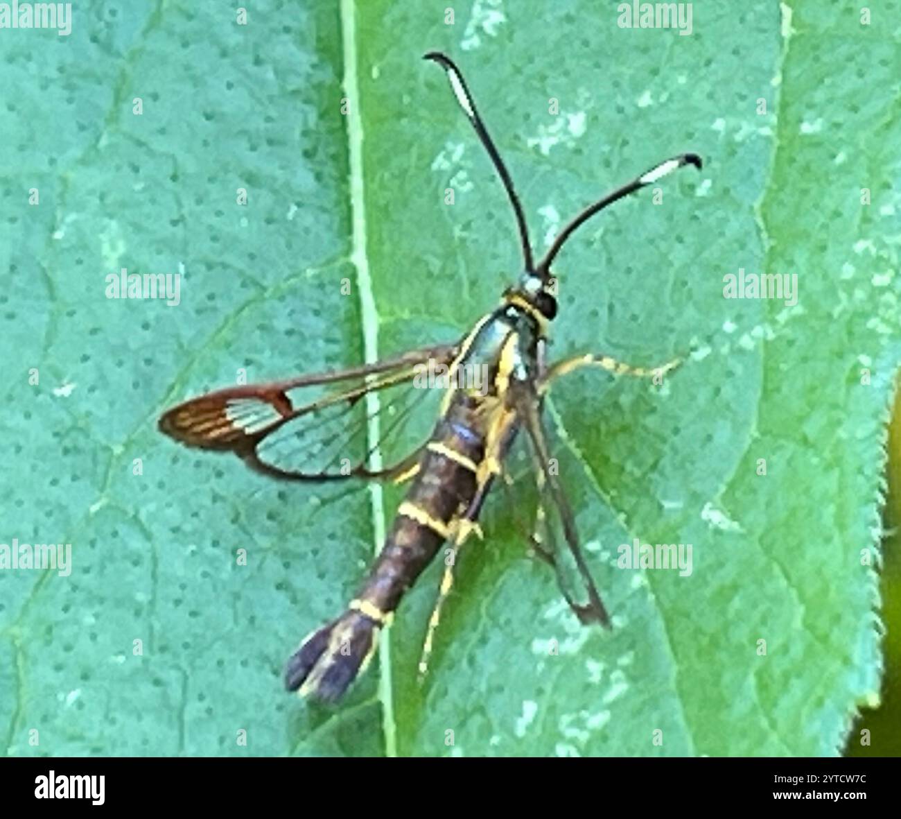 Ironweed Clearwing Moth (Carmenta bassiformis Stock Photo - Alamy