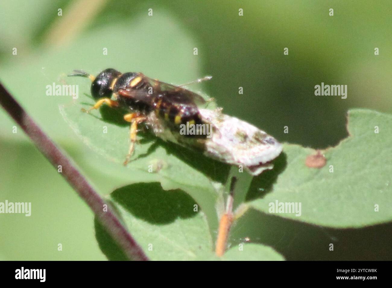 Square-headed Wasps, Sand Wasps, and Allies (Crabronidae Stock Photo ...