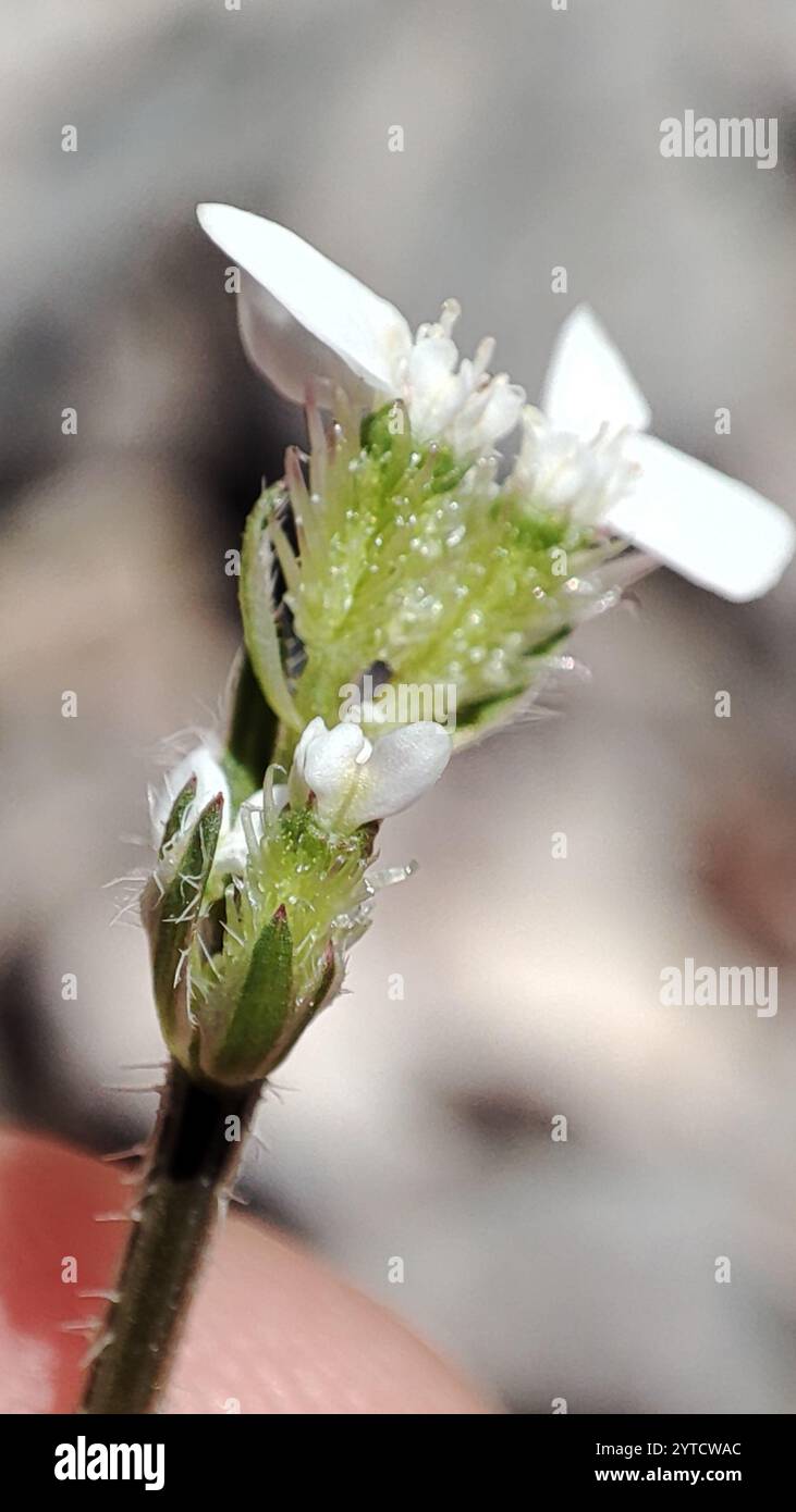 Flat-fruited Orlaya (Orlaya daucoides Stock Photo - Alamy