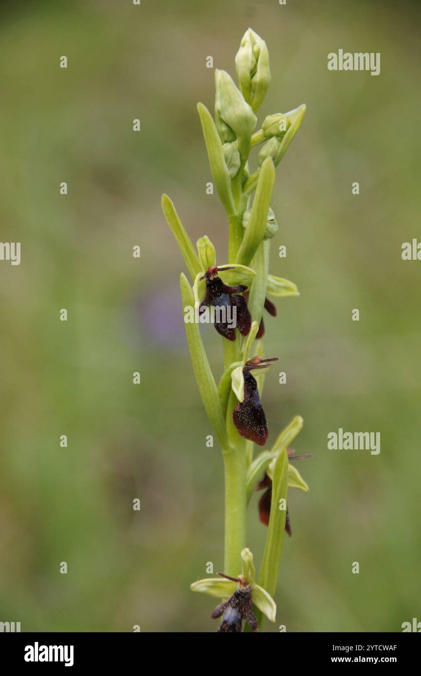 Fly Orchid (Ophrys insectifera Stock Photo - Alamy