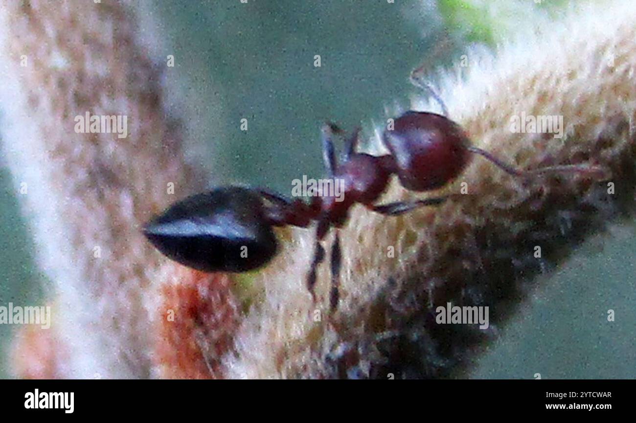 Acrobat ants hi-res stock photography and images - Alamy