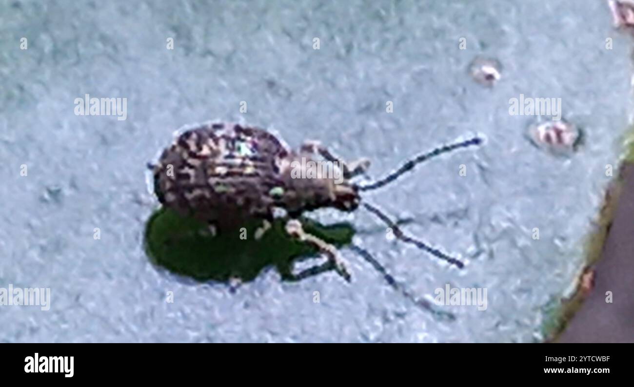 Broad-nosed Weevils (Entiminae Stock Photo - Alamy