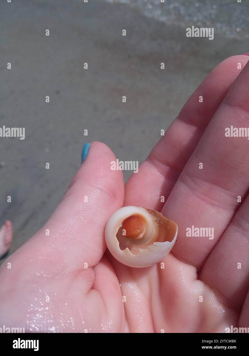 Shark Eye (Neverita duplicata Stock Photo - Alamy