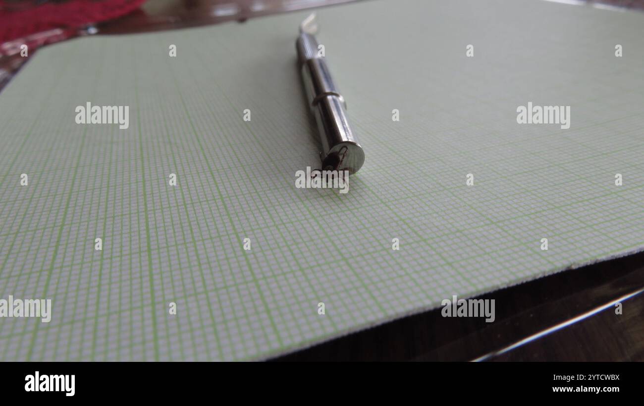 Rocky Mountain Wood Tick (Dermacentor andersoni Stock Photo - Alamy