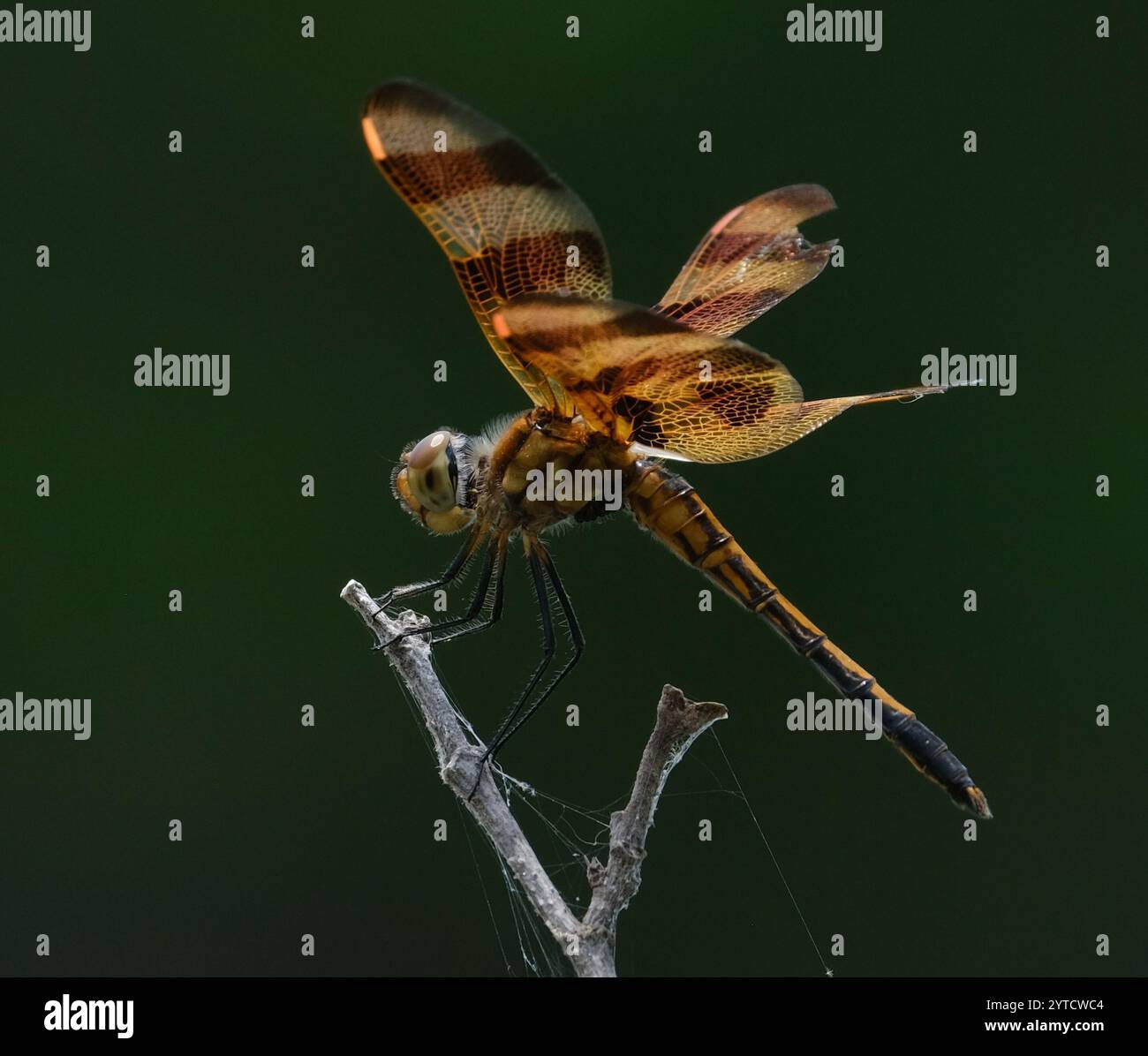 Halloween Pennant (Celithemis eponina Stock Photo - Alamy