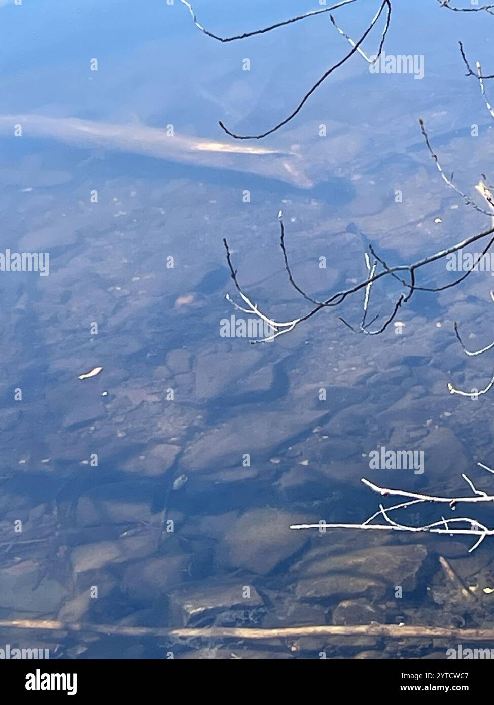 Ray-finned Fishes (Actinopterygii Stock Photo - Alamy