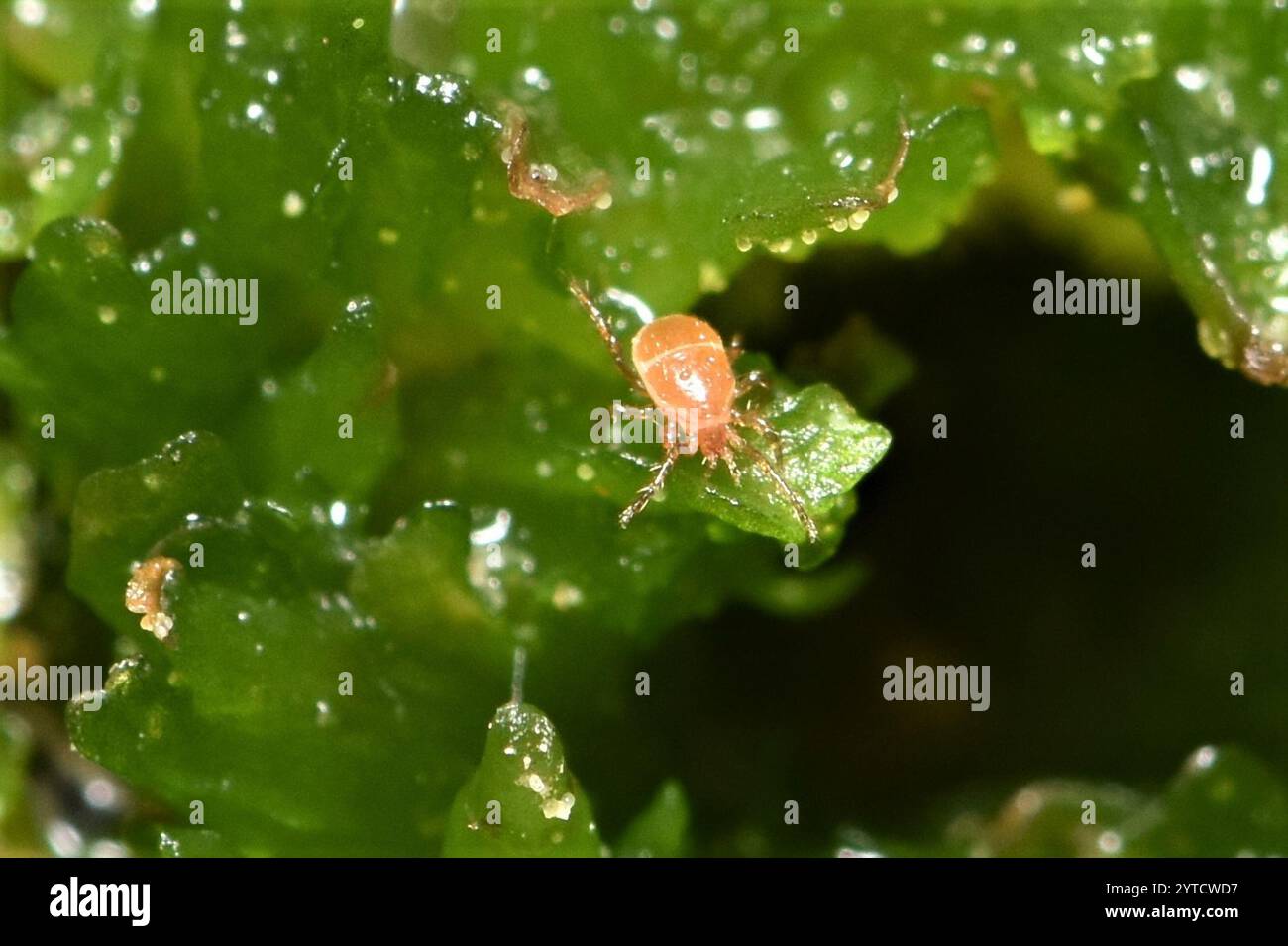 Mites and Ticks (Acari Stock Photo - Alamy