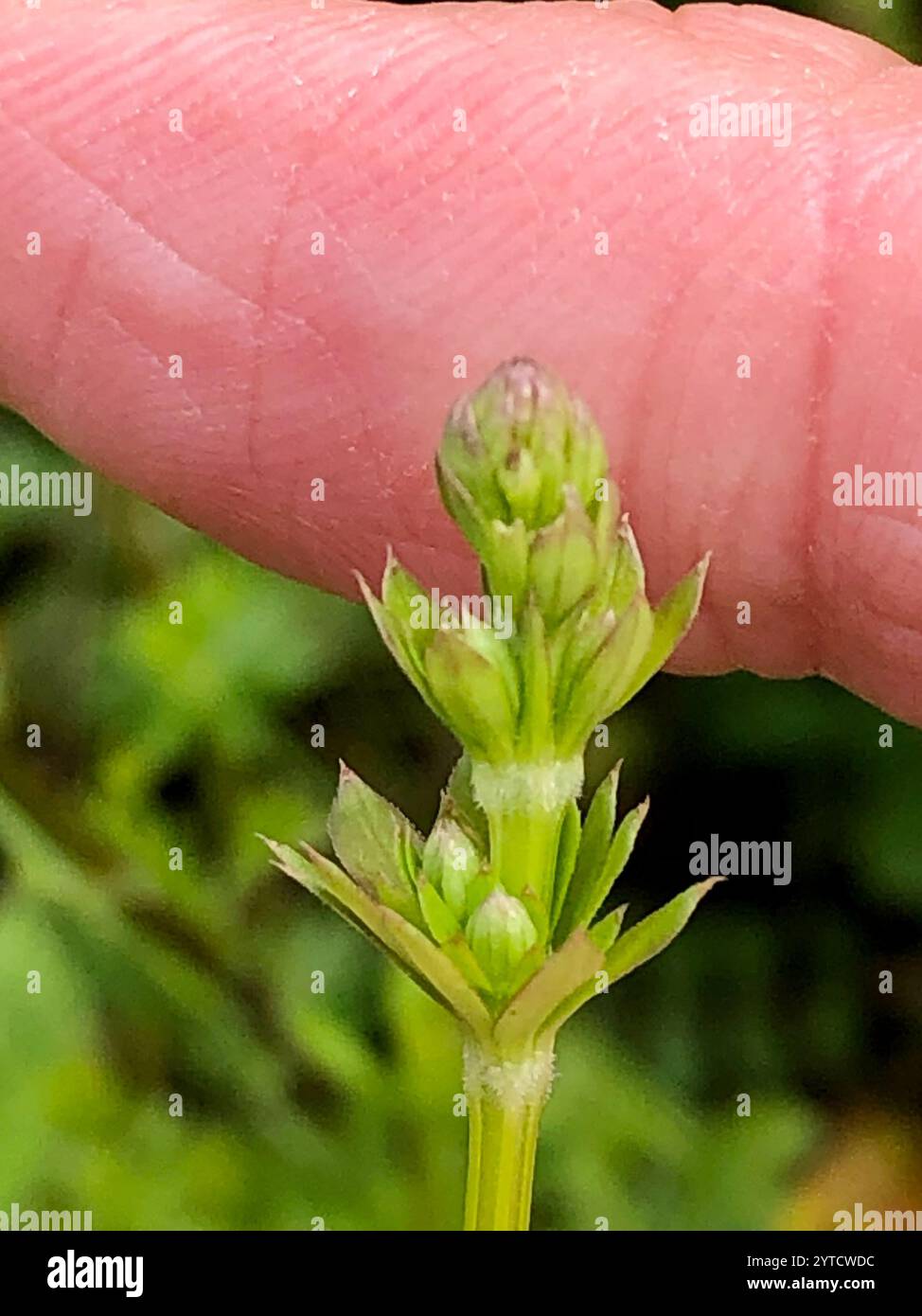 white bedstraw (Galium album Stock Photo - Alamy