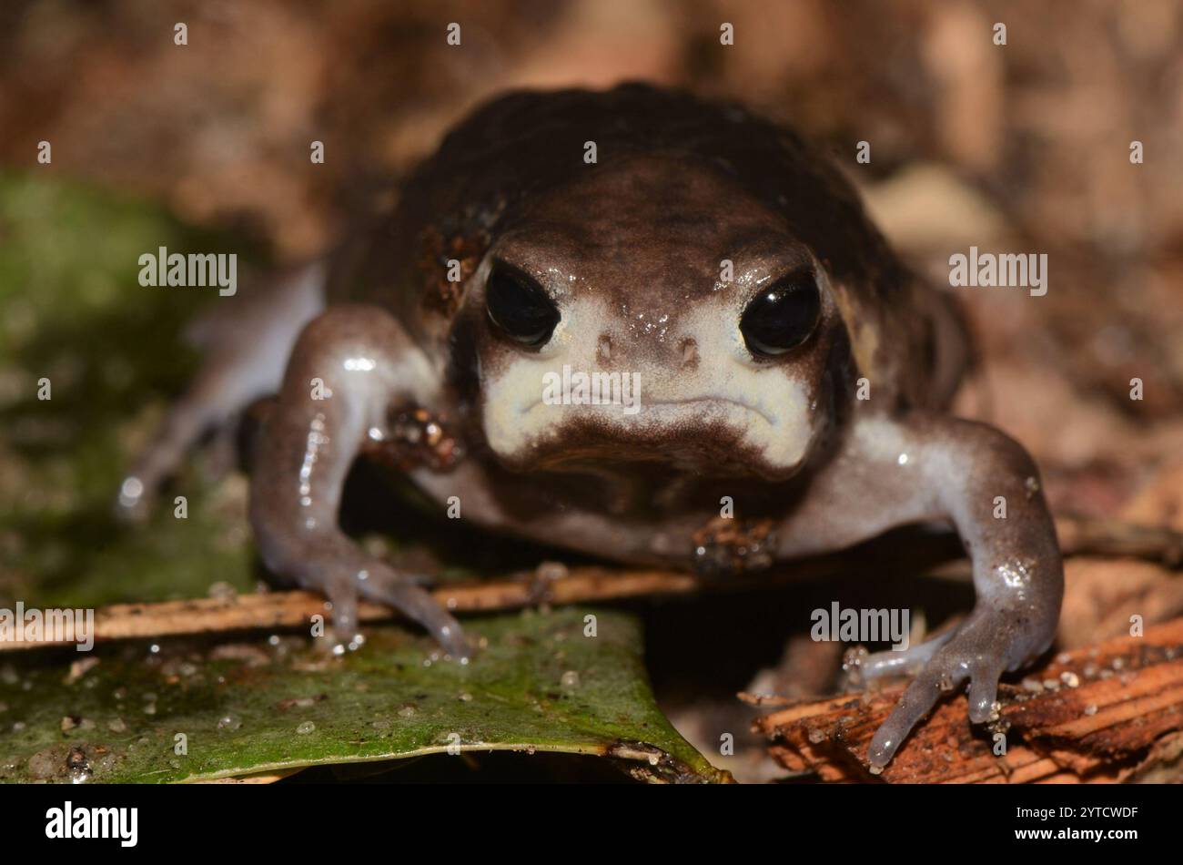 Mozambique Rain Frog (Breviceps mossambicus Stock Photo - Alamy