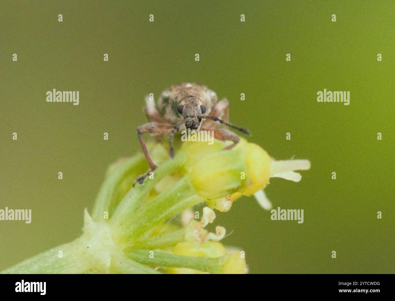 Common Leaf Weevil (Phyllobius pyri Stock Photo - Alamy