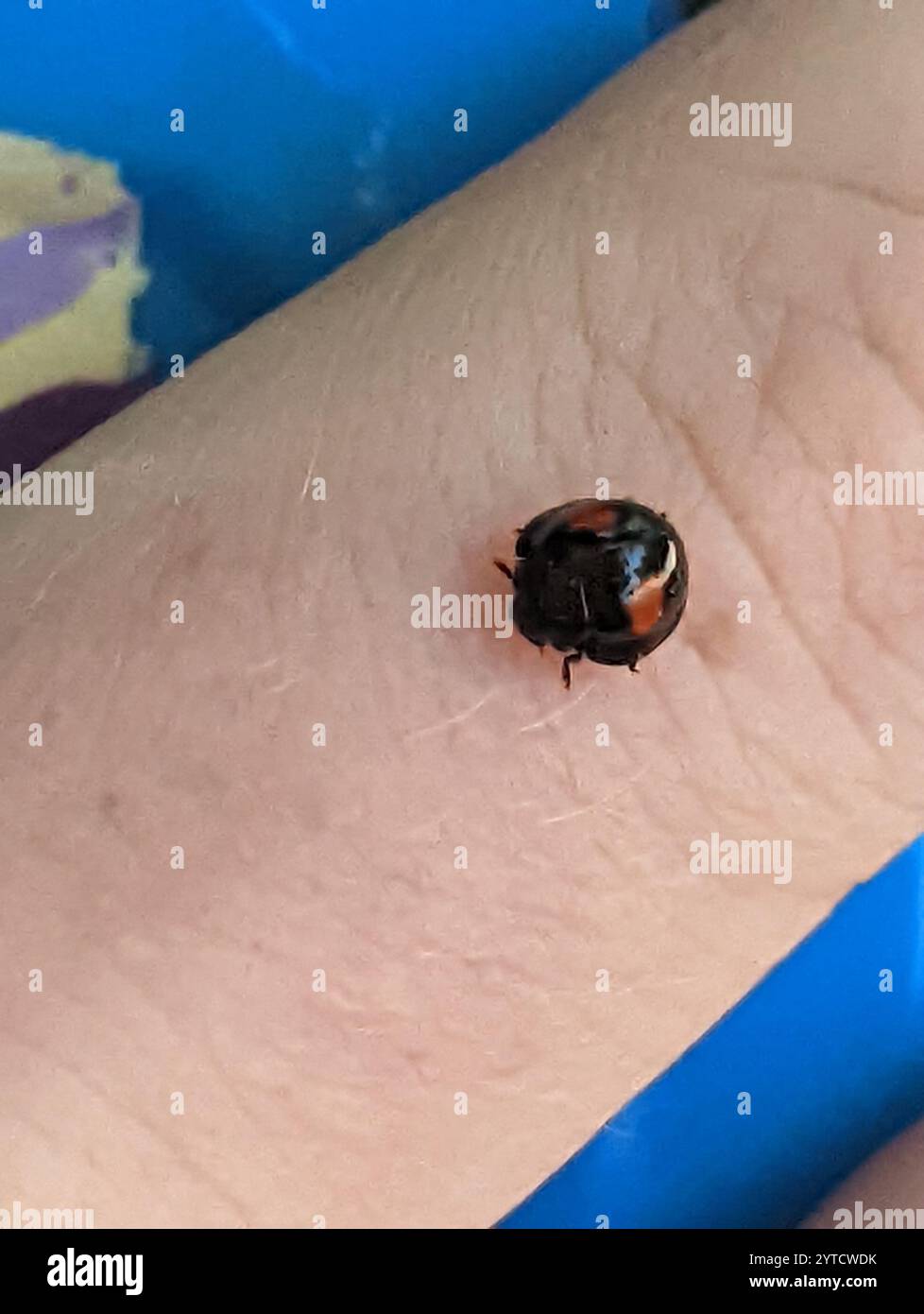 Twice-stabbed Lady Beetles (Chilocorus Stock Photo - Alamy