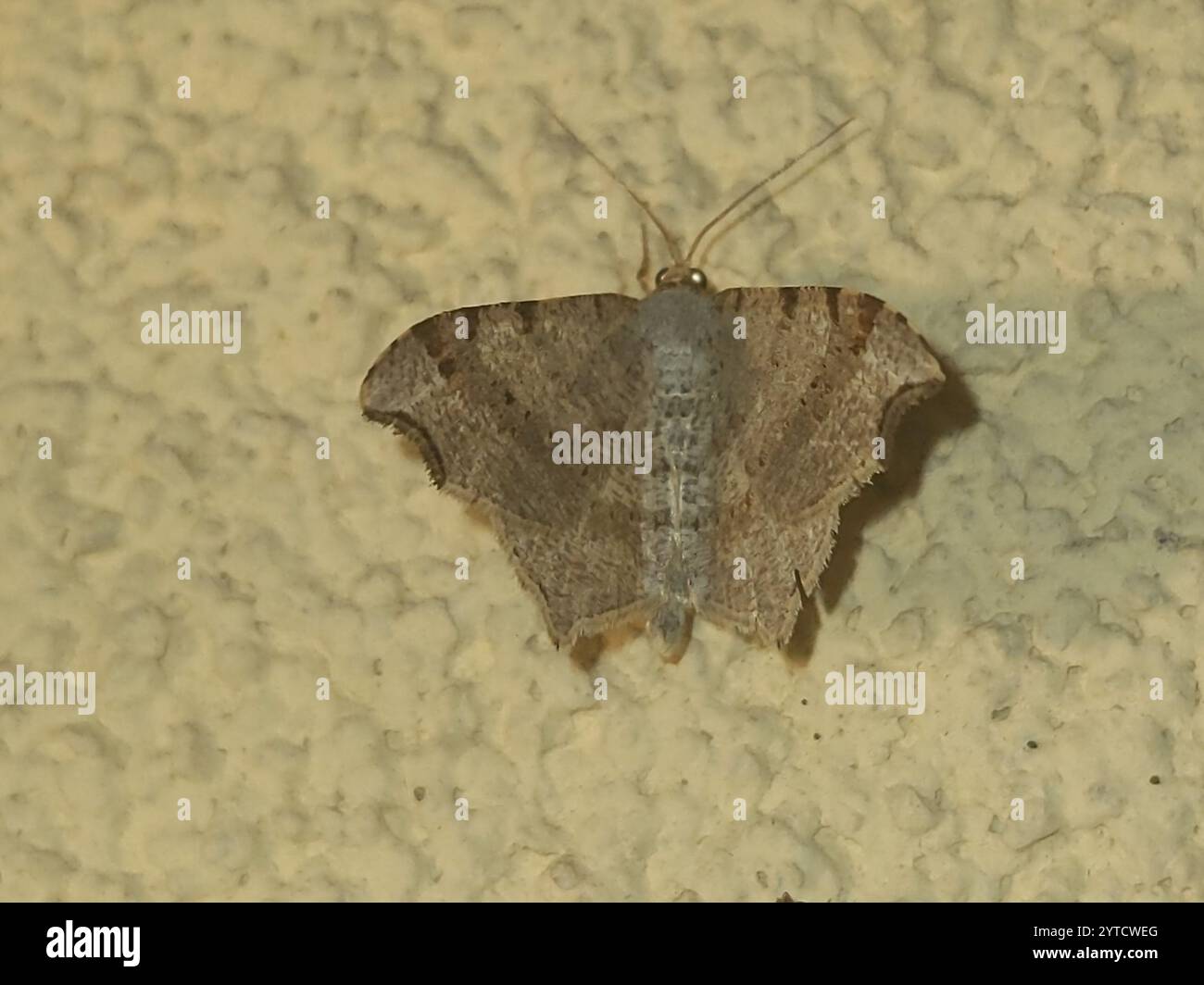 Sharp-angled Peacock Moth (Macaria alternata Stock Photo - Alamy