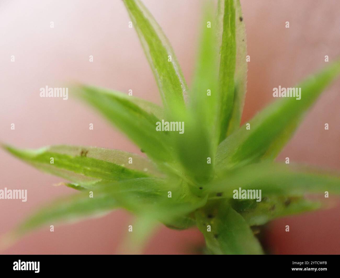 Long-stalked Haircap Moss (Polytrichum longisetum Stock Photo - Alamy
