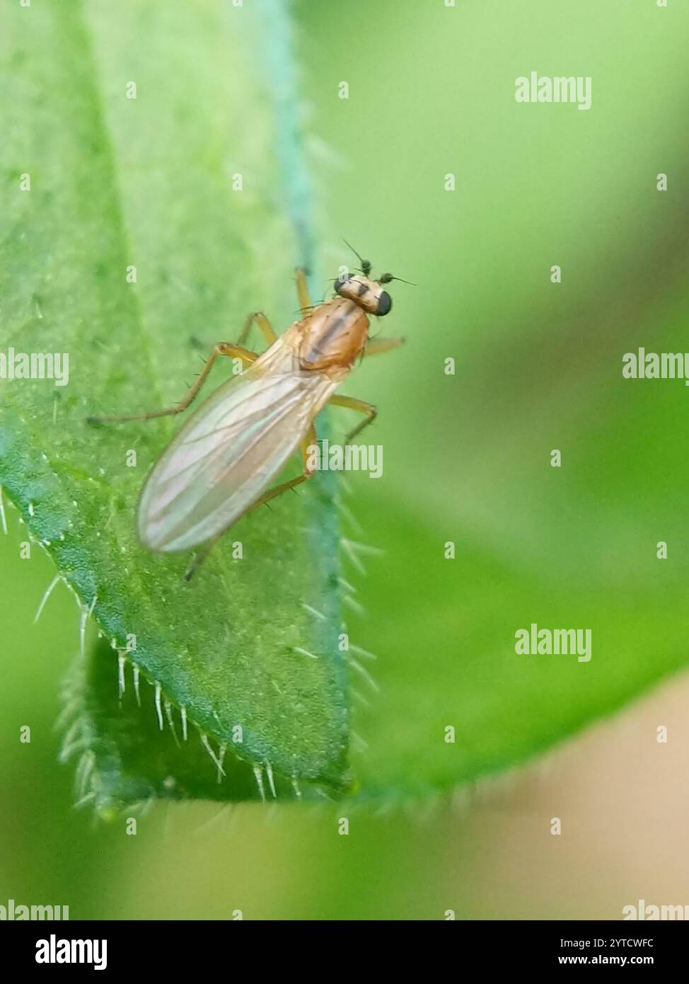 Small Grass Fly (Lonchoptera bifurcata Stock Photo - Alamy