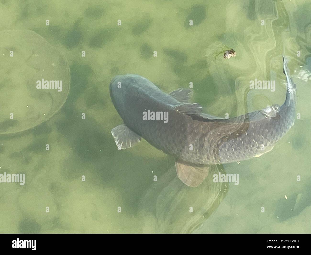 European Carp (Cyprinus carpio Stock Photo - Alamy