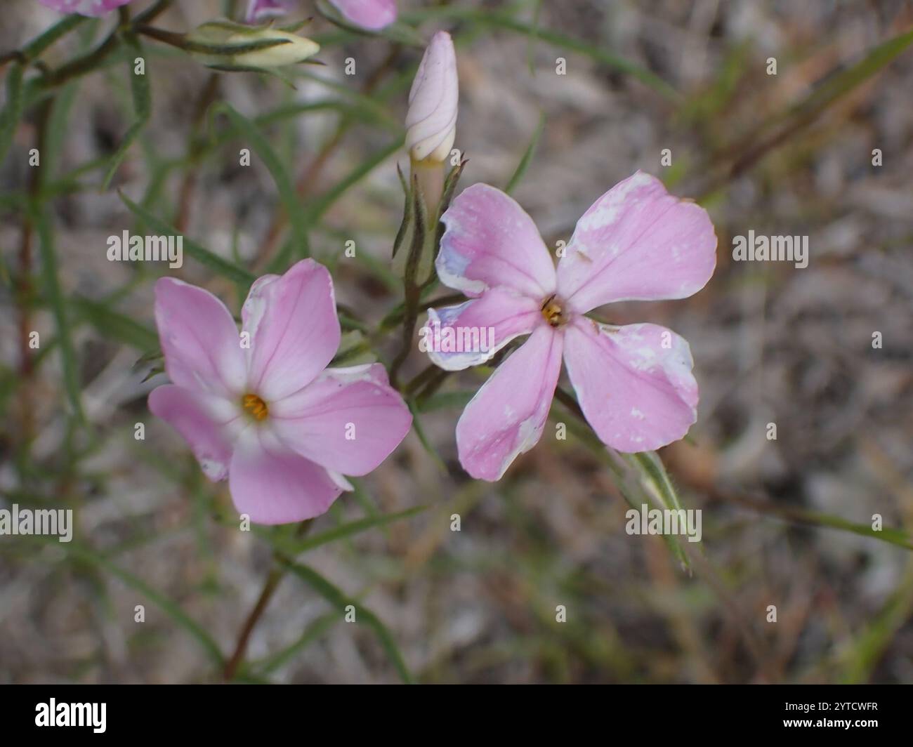 Phlox longifolia hi-res stock photography and images - Alamy