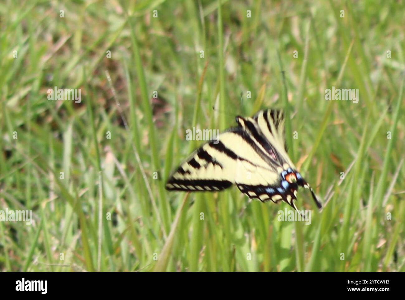 Canadian Tiger Swallowtail (Papilio canadensis Stock Photo - Alamy