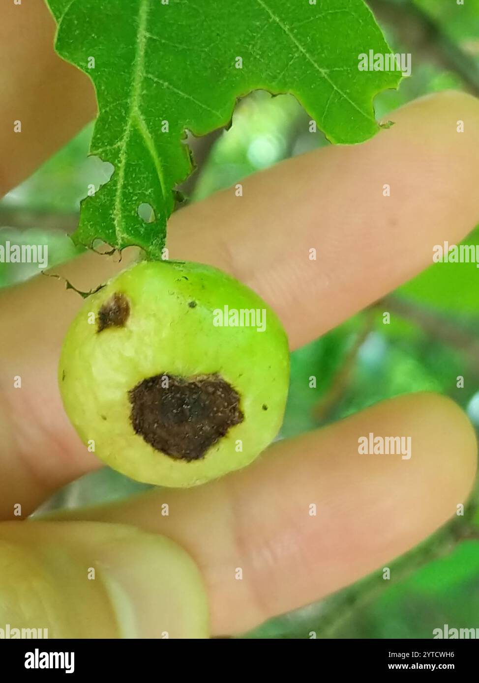Spongy Oak Apple Gall Wasp (Amphibolips confluenta Stock Photo - Alamy