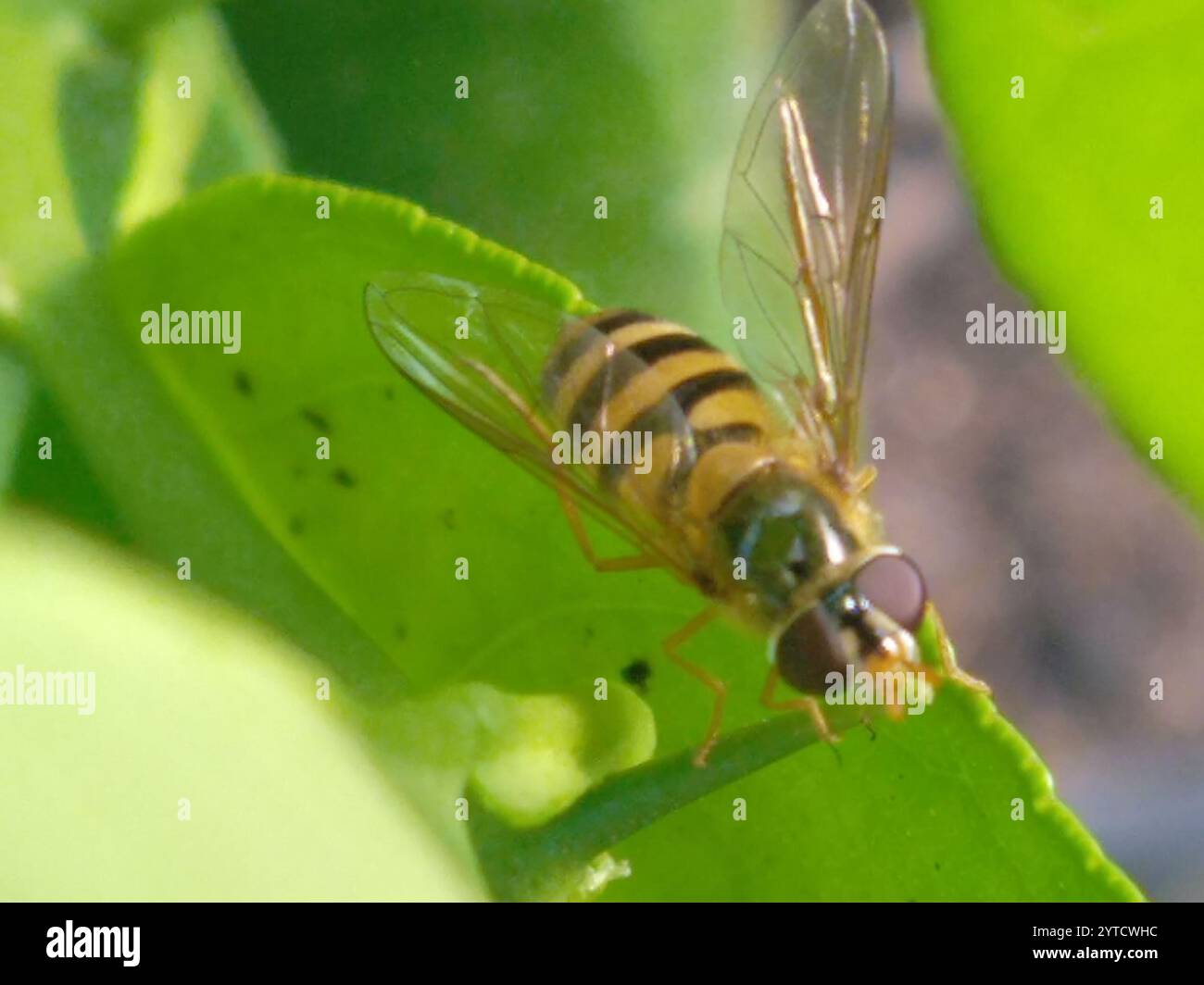 Epistrophe nitidicollis hi-res stock photography and images - Alamy