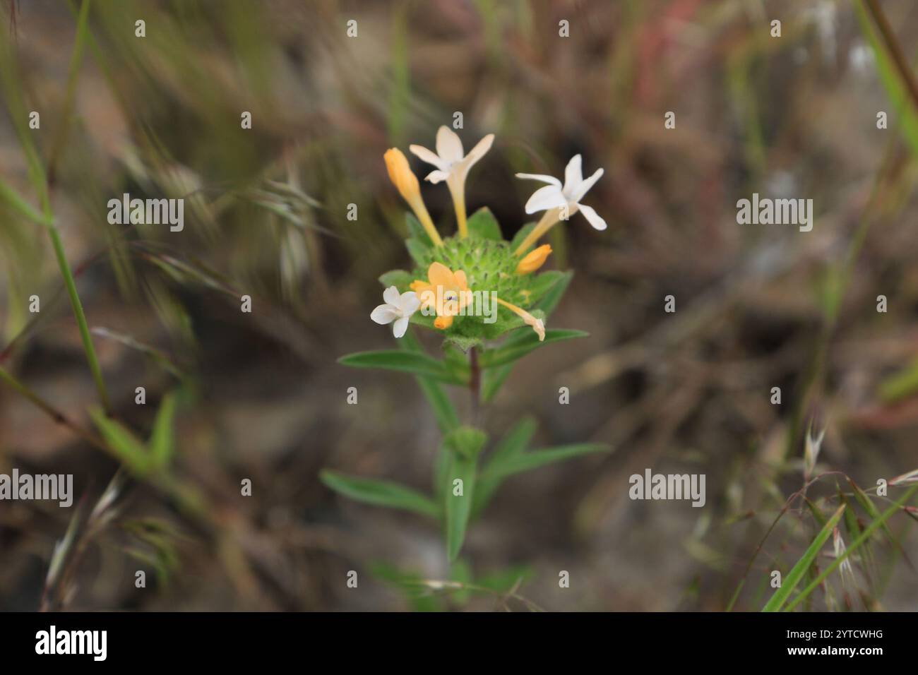 grand collomia (Collomia grandiflora Stock Photo - Alamy