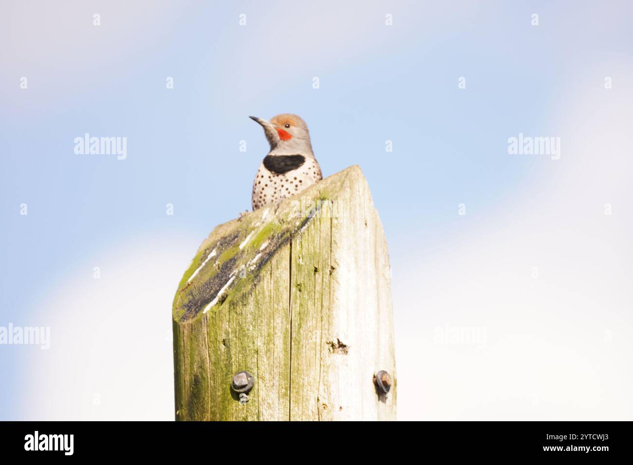 Northern Flicker (Colaptes auratus Stock Photo - Alamy