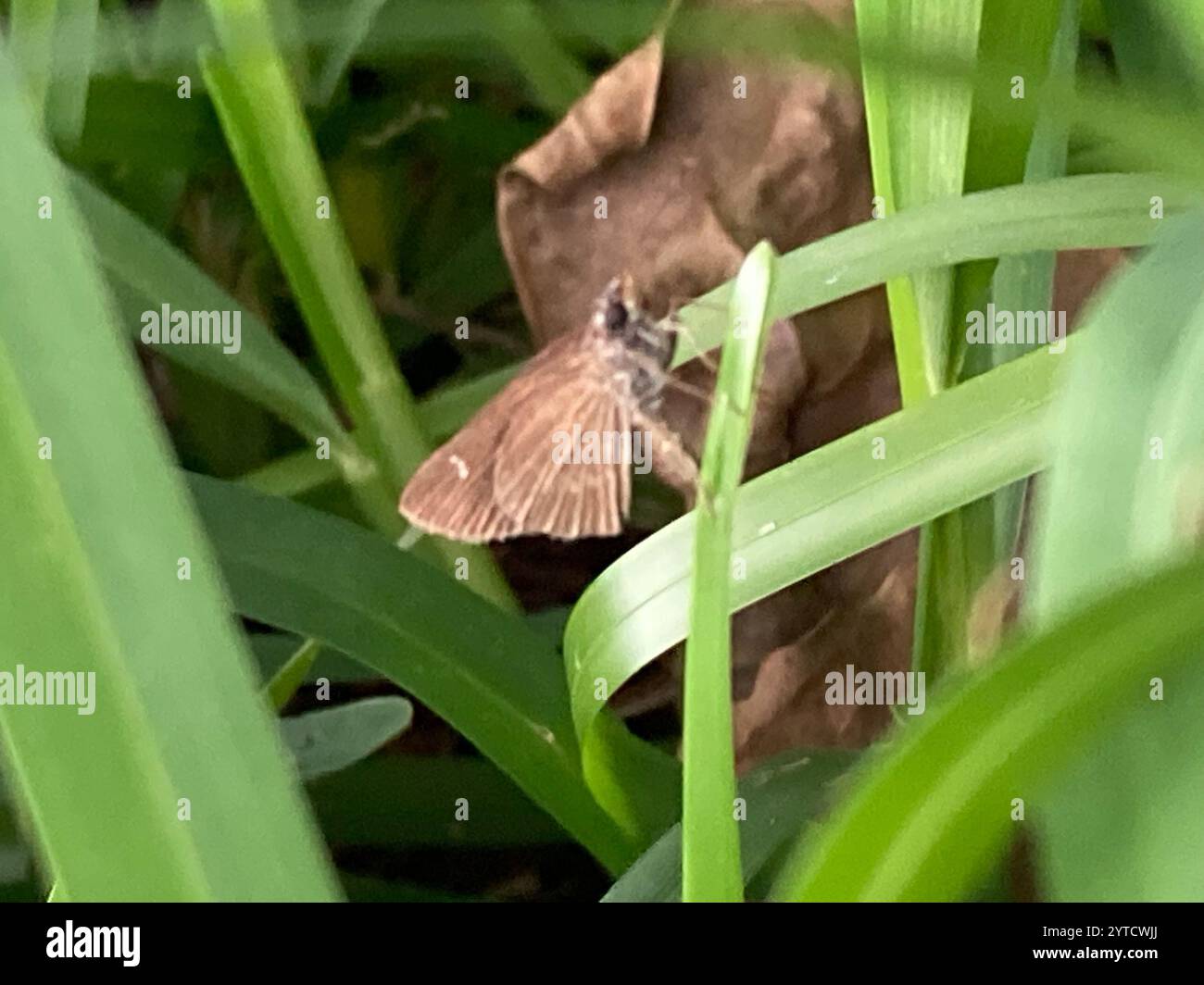 Three-spotted Skipper (Cymaenes tripunctus Stock Photo - Alamy