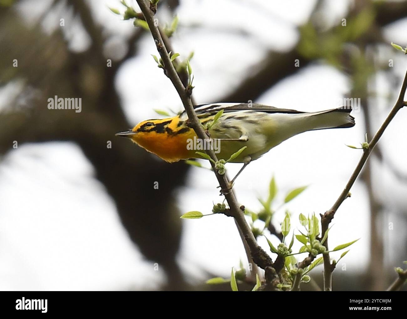 Blackburnian Warbler (Setophaga fusca Stock Photo - Alamy