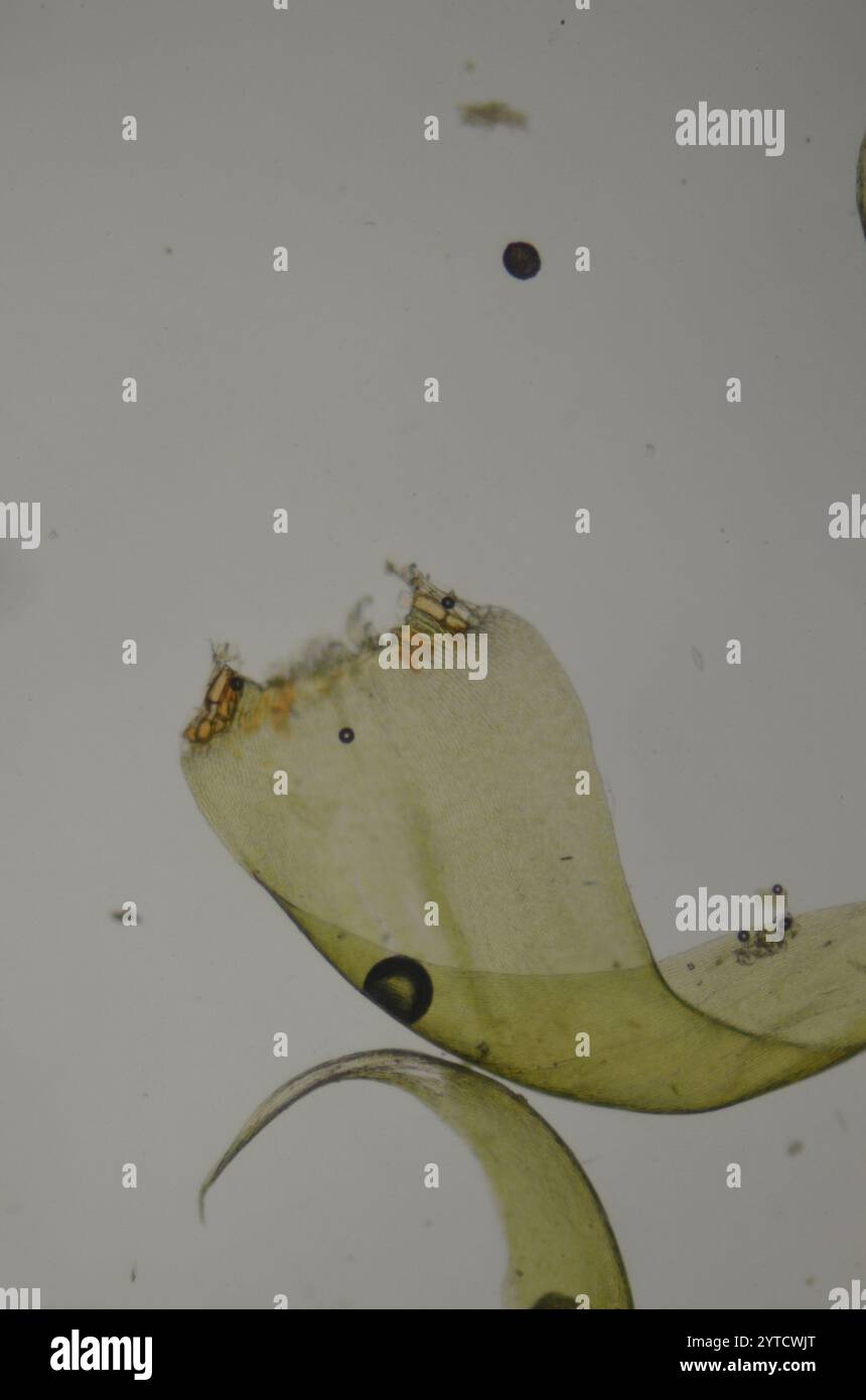 Hooked Scorpion-moss (Scorpidium scorpioides Stock Photo - Alamy