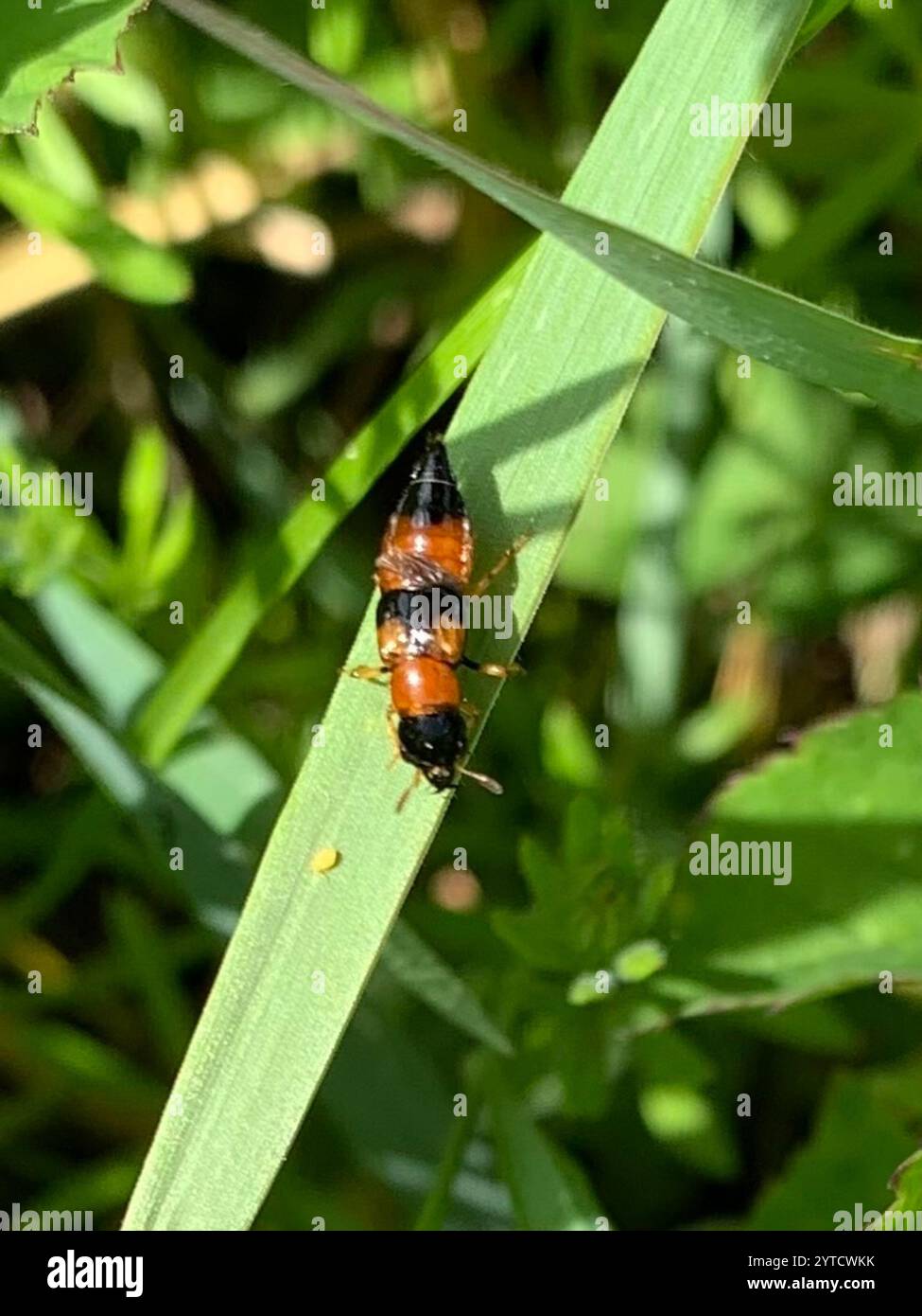 Red Rove Beetle (Oxyporus rufus Stock Photo - Alamy