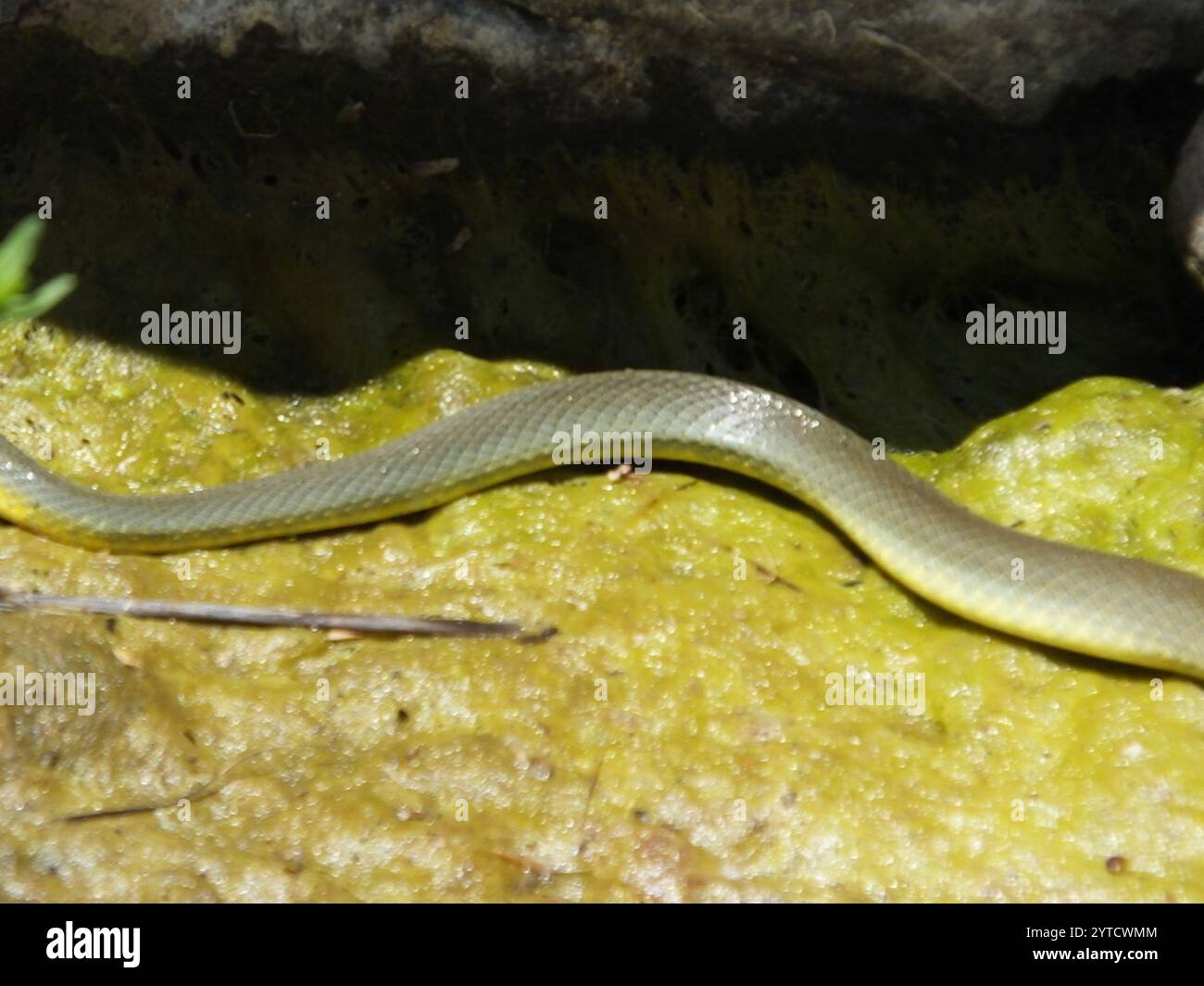 Western yellow bellied racer hi-res stock photography and images - Alamy