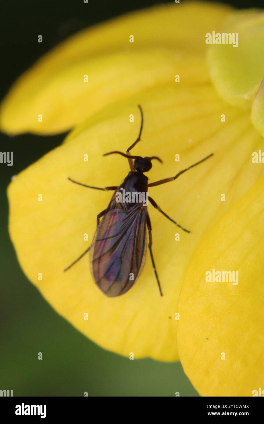 Fungus Gnats and Gall Midges (Sciaroidea Stock Photo - Alamy