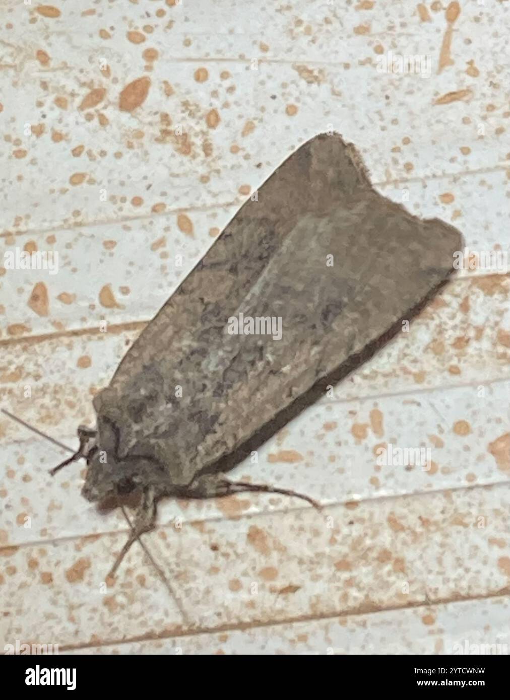 Variegated Cutworm Moth (Peridroma saucia Stock Photo - Alamy