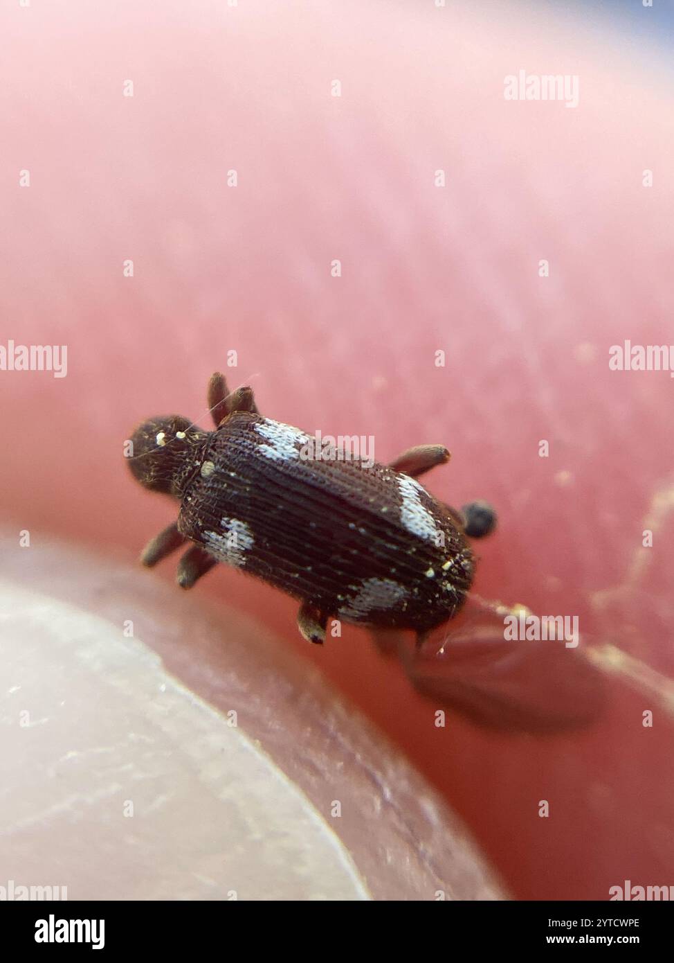 Ptinus sexpunctatus hi-res stock photography and images - Alamy
