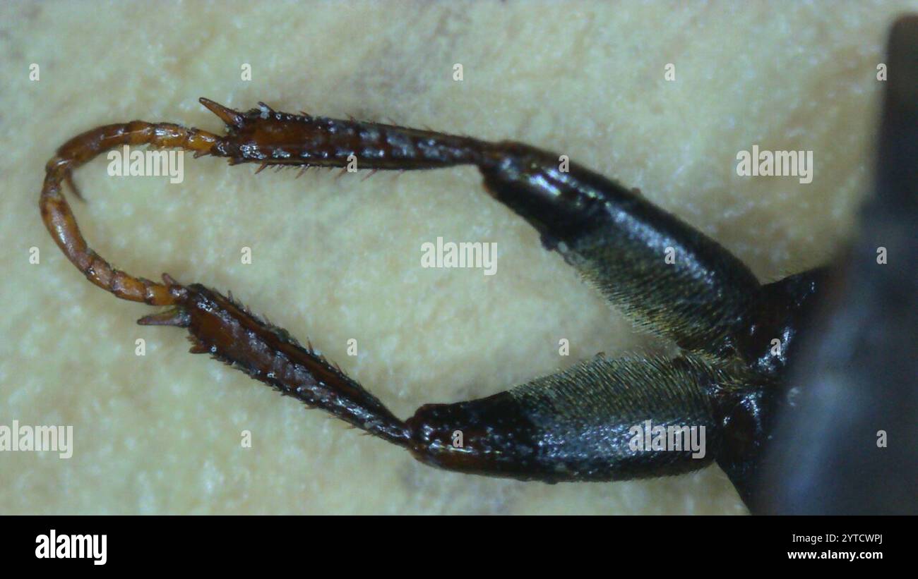 Ground and Water Beetles (Adephaga Stock Photo - Alamy