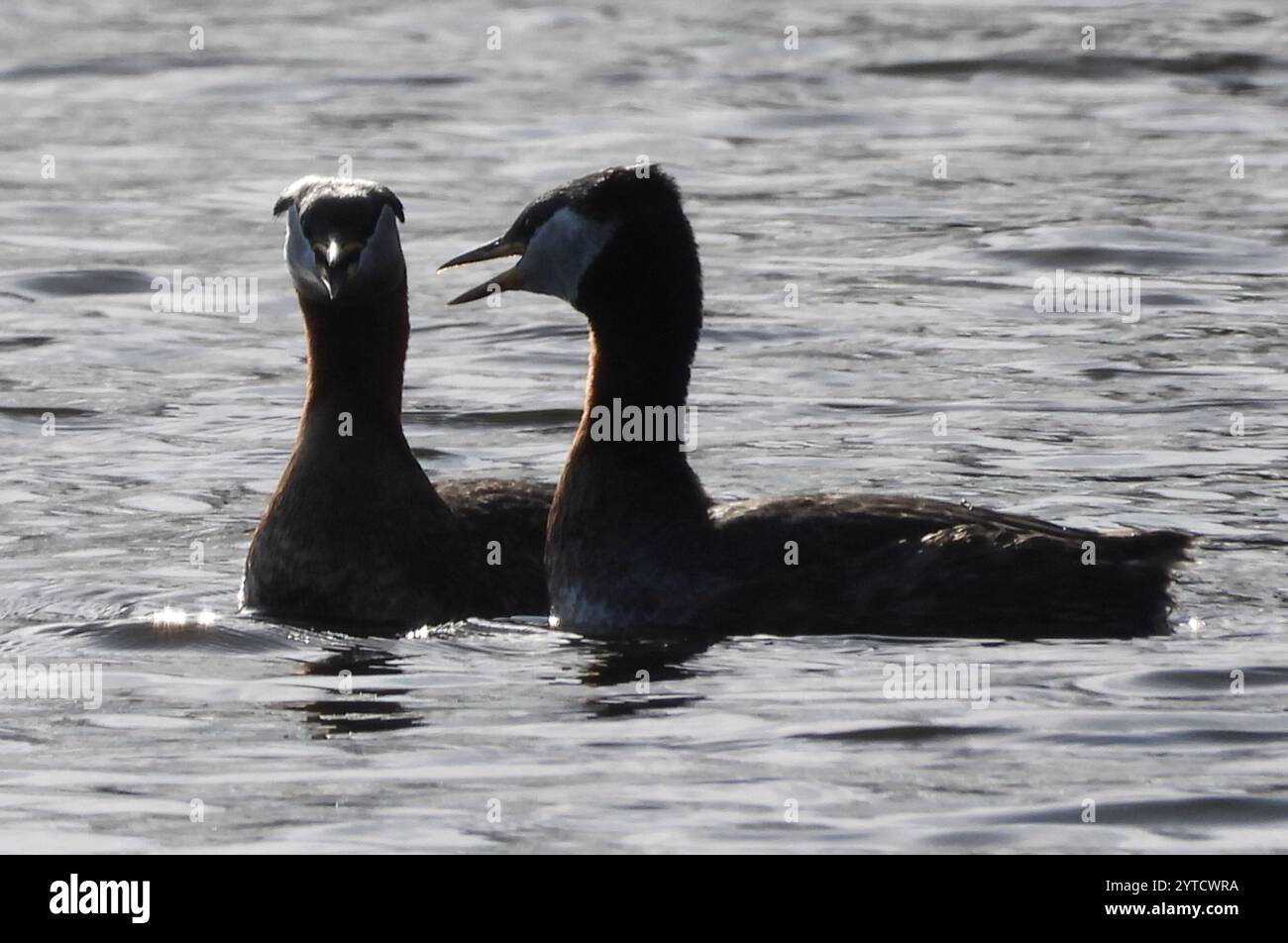 Red-necked Grebe (Podiceps grisegena Stock Photo - Alamy