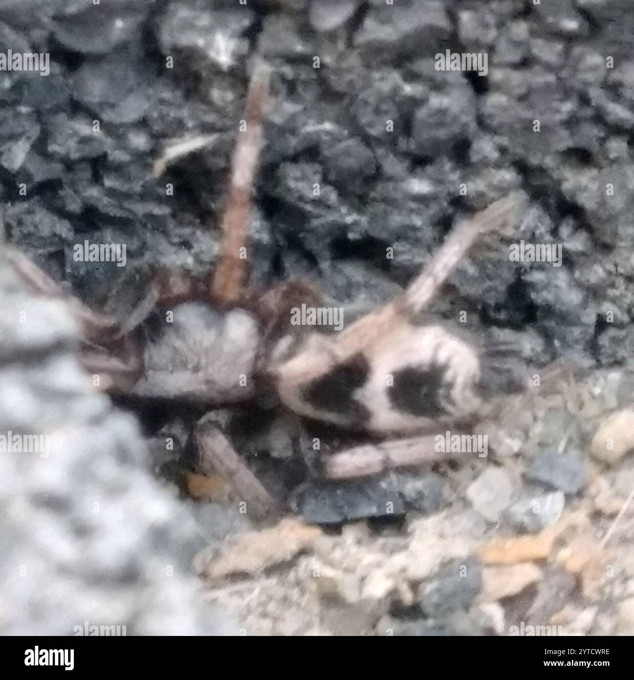 Common Patterned Ant-mimic Ground Spider (Sergiolus montanus Stock ...