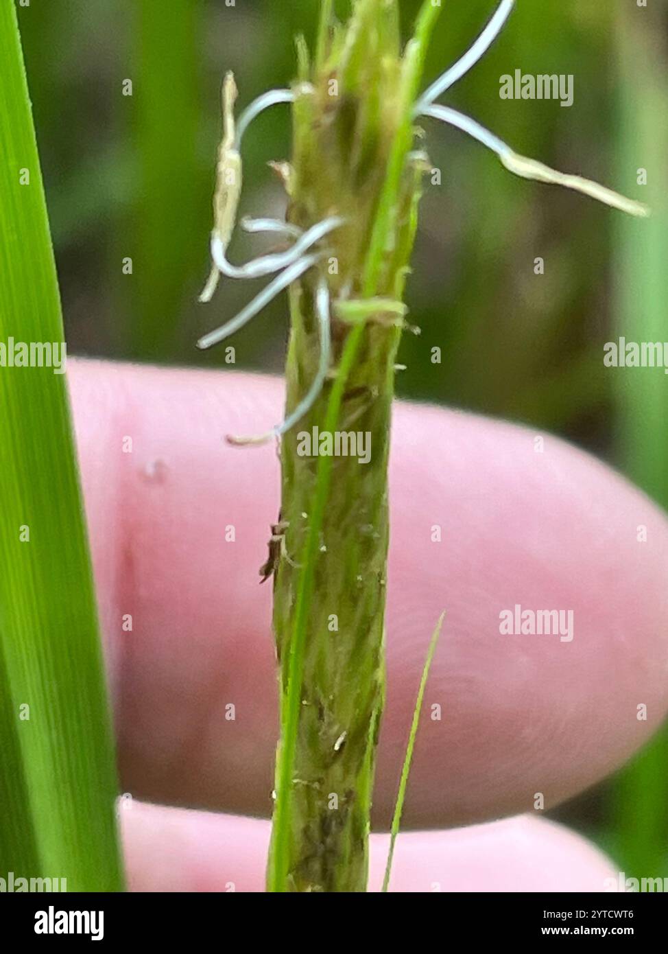 hop sedge (Carex lupulina Stock Photo - Alamy