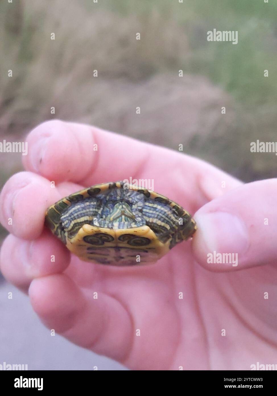 Red-eared Slider (Trachemys scripta elegans Stock Photo - Alamy