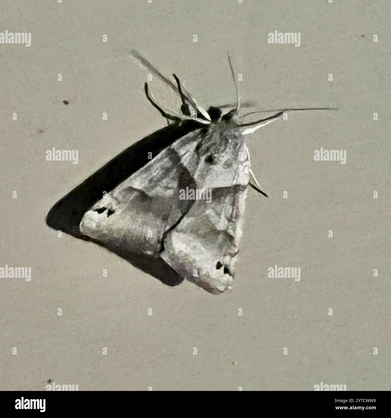 Clover Looper Moth (Caenurgina crassiuscula Stock Photo - Alamy