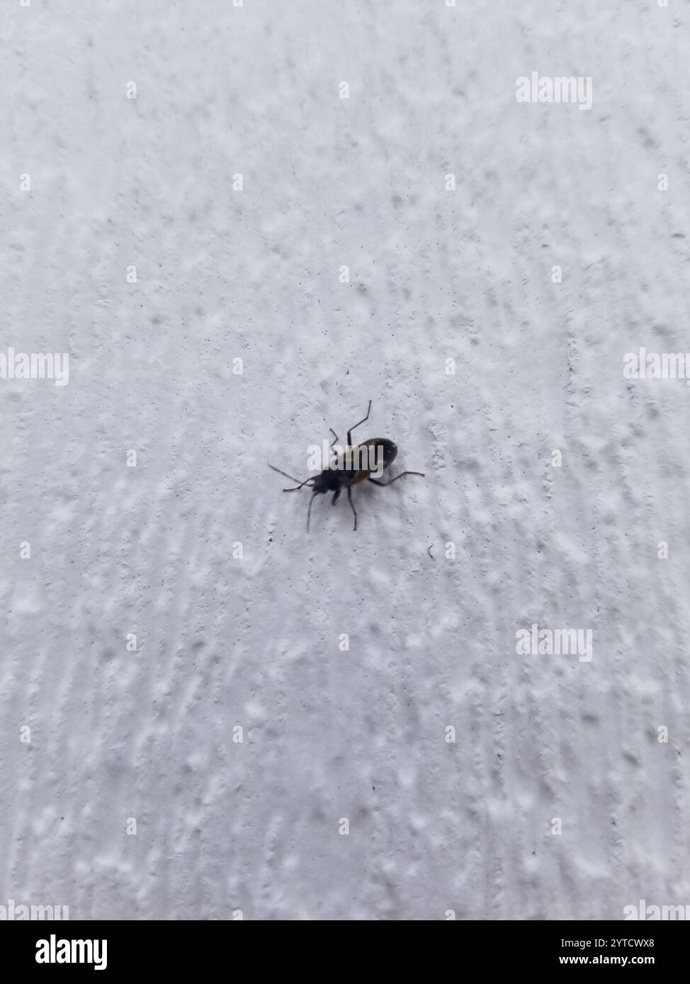 bright-spotted groundbug (Rhyparochromus vulgaris Stock Photo - Alamy