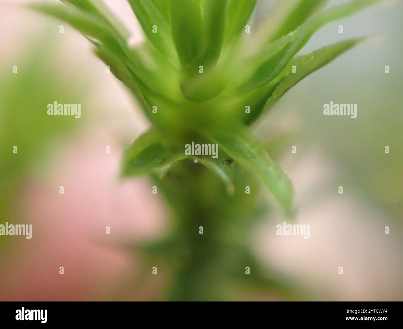 Long-stalked Haircap Moss (Polytrichum longisetum Stock Photo - Alamy