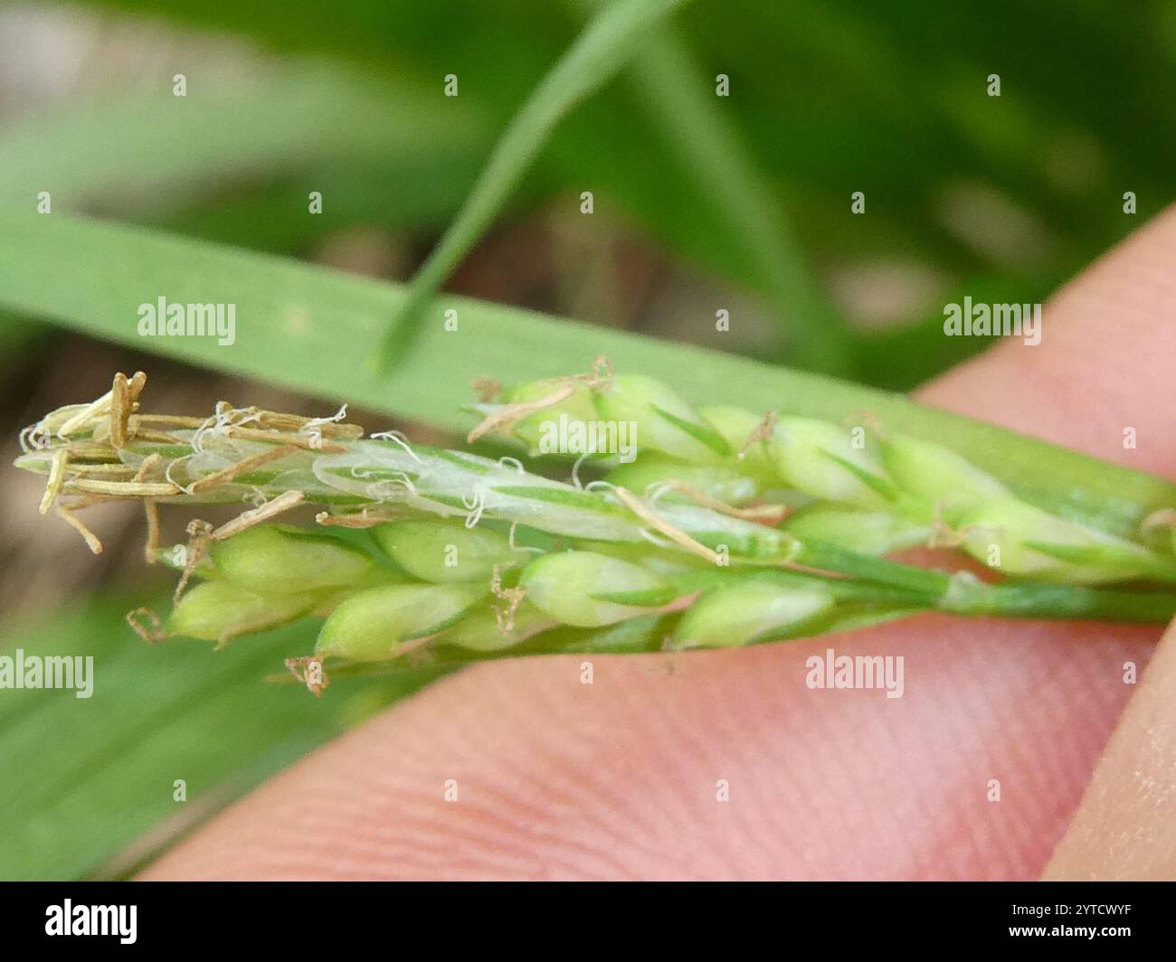 Carex sect. Paniceae (Paniceae Stock Photo - Alamy