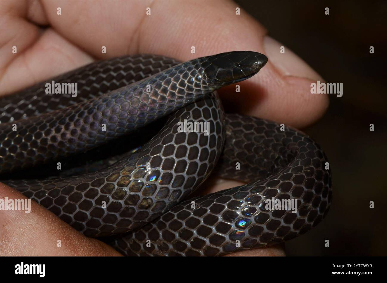 Purple glossed hi-res stock photography and images - Alamy