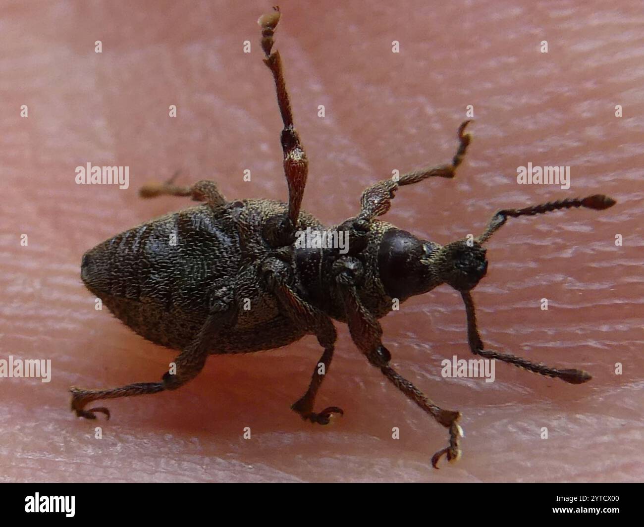 Clay-coloured Weevil (Otiorhynchus singularis Stock Photo - Alamy