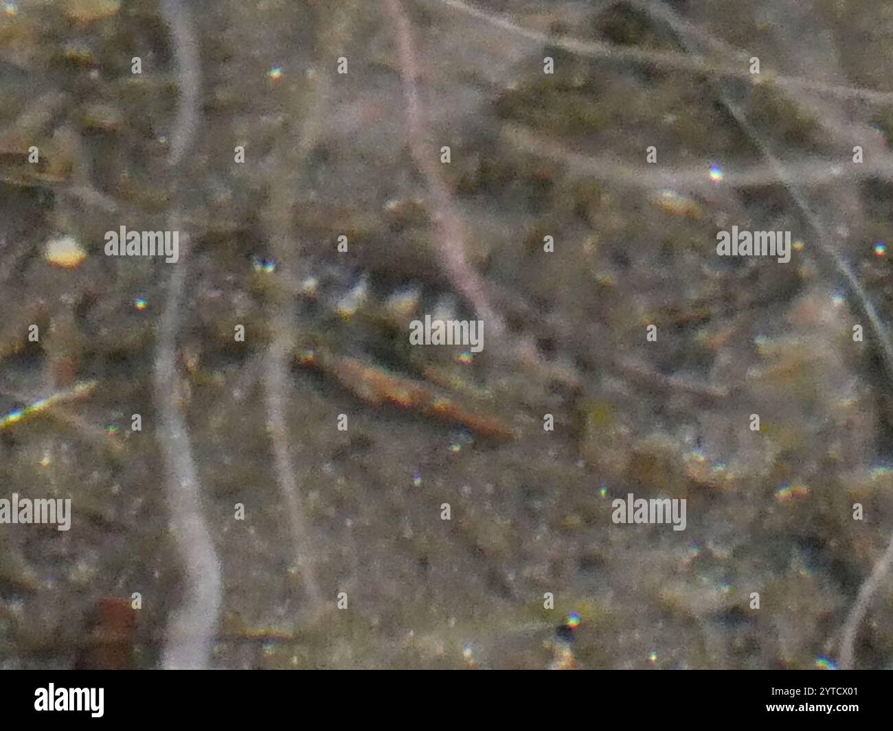 Ray-finned Fishes (Actinopterygii Stock Photo - Alamy